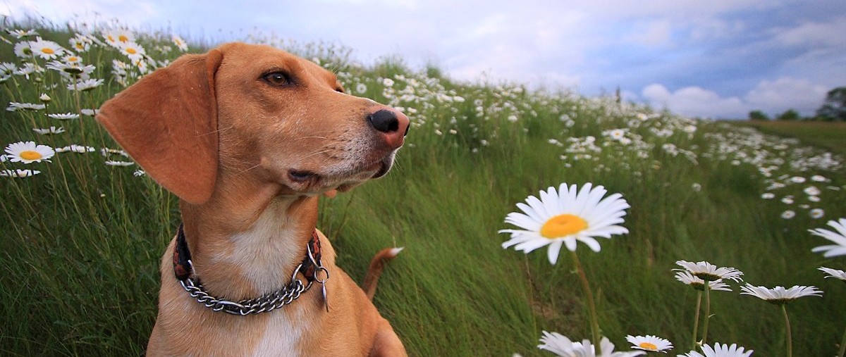 Your Dog’s Health « The Polite Dog